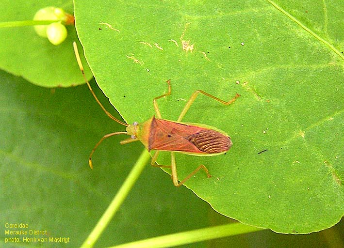 Papua Insects Foundation (Hemiptera/Heteroptera)